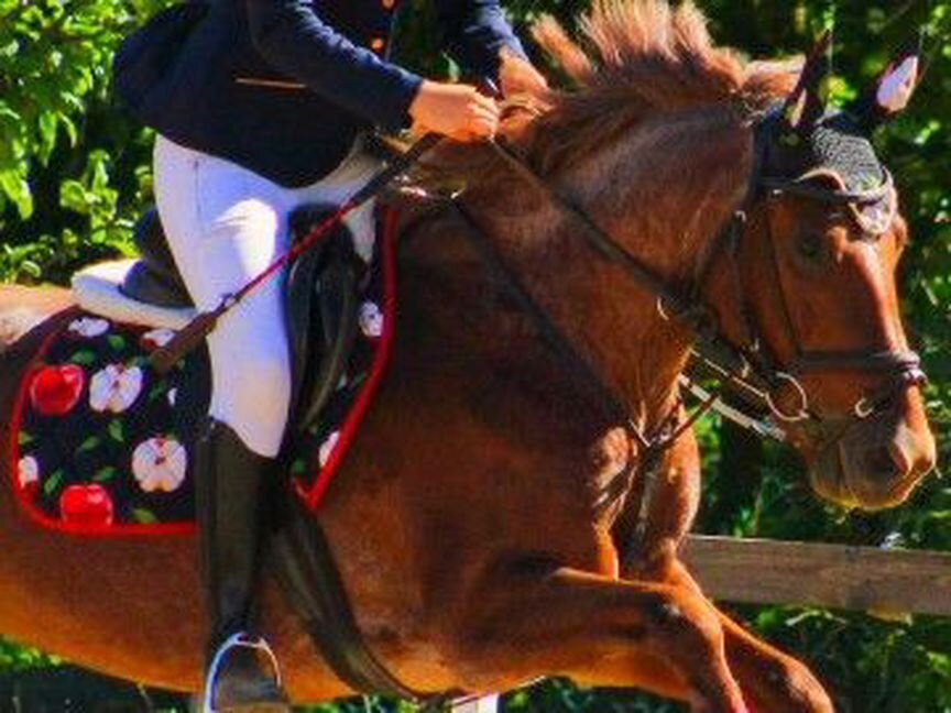 Комплект вальтрап и Ушки