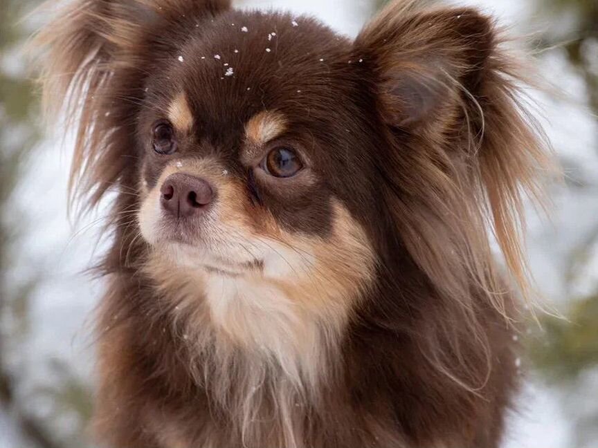 Вязка кобель чихуахуа