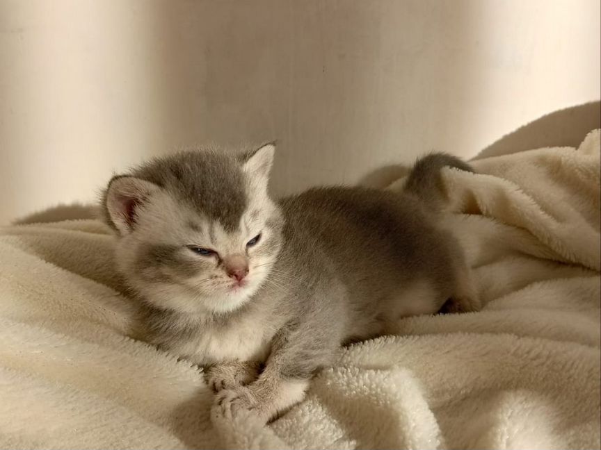 Кошка Шотландская вислоухая