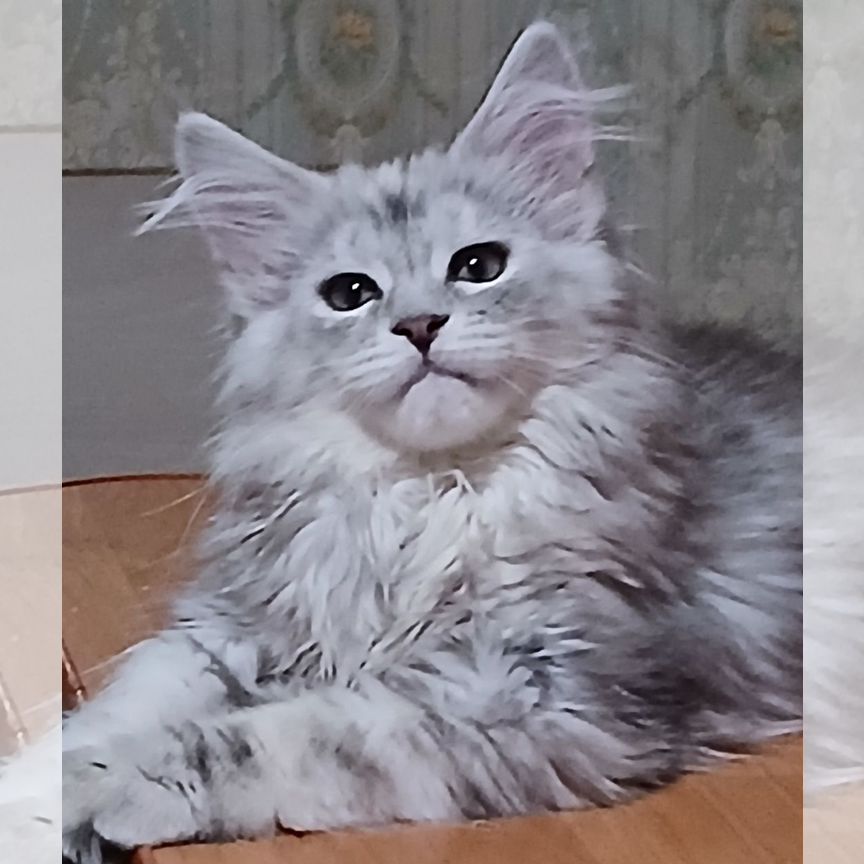Мейн-кун котёнок