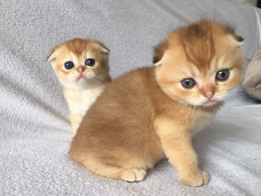 Котики и кошечки