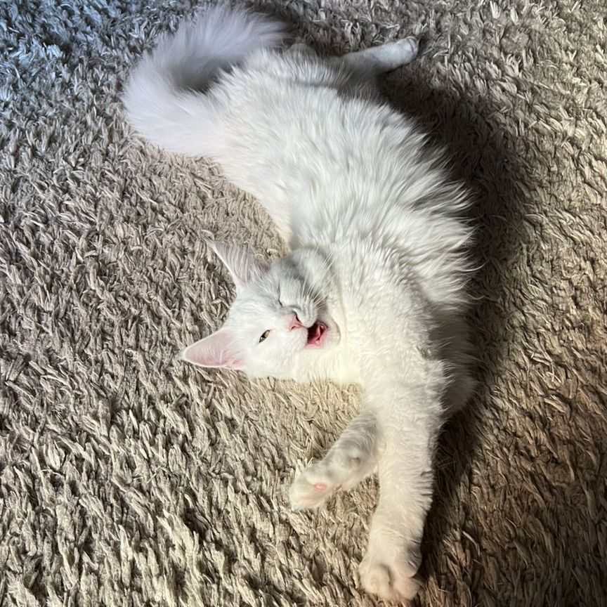 Котята мейн-кун полидакт