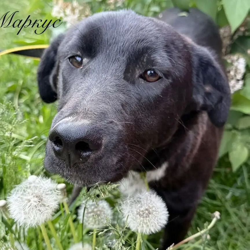 Щенок в добрые руки