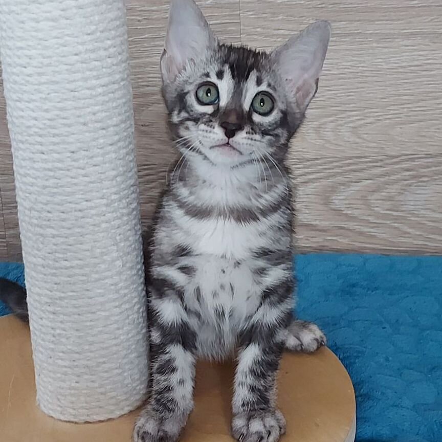 Бенгальские котята серебро