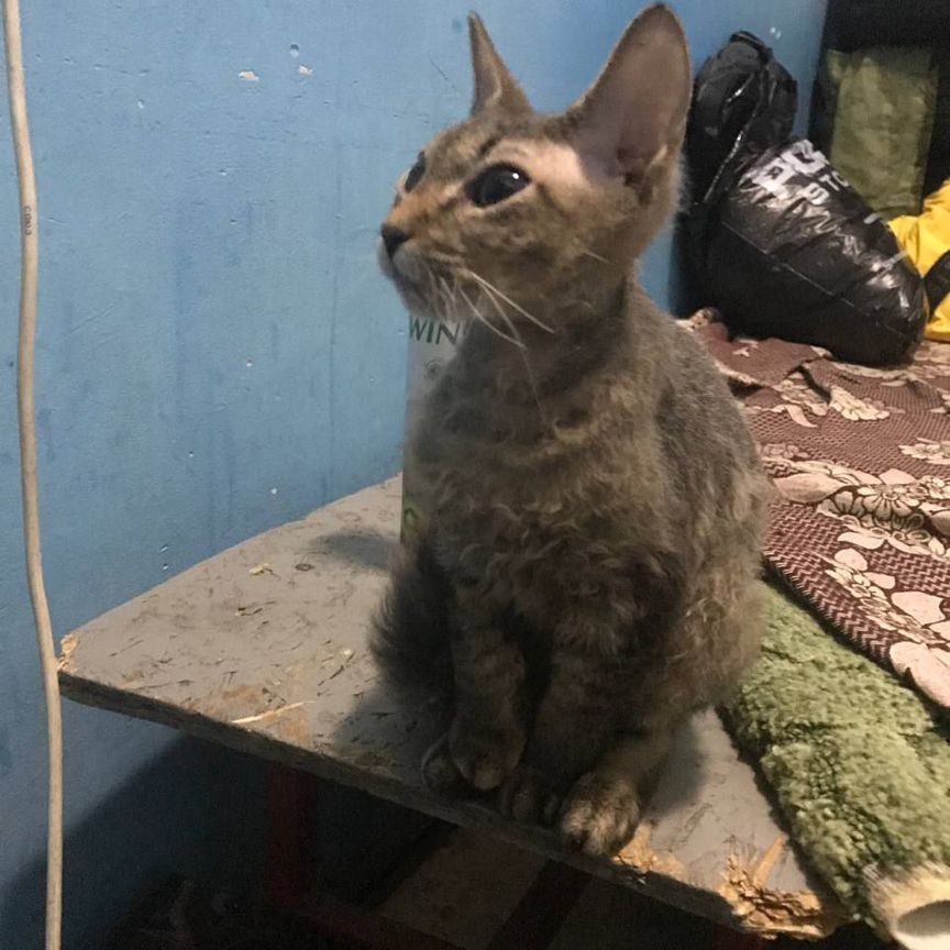 Котята в добрые руки приучены к лотку