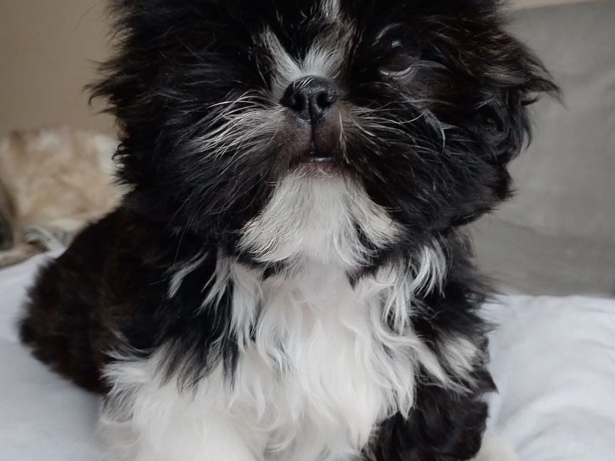 Малыши ши-тцу РКФ