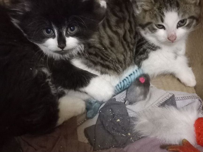 Кошки