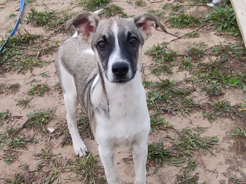 Щенок в добрые руки бесплатно