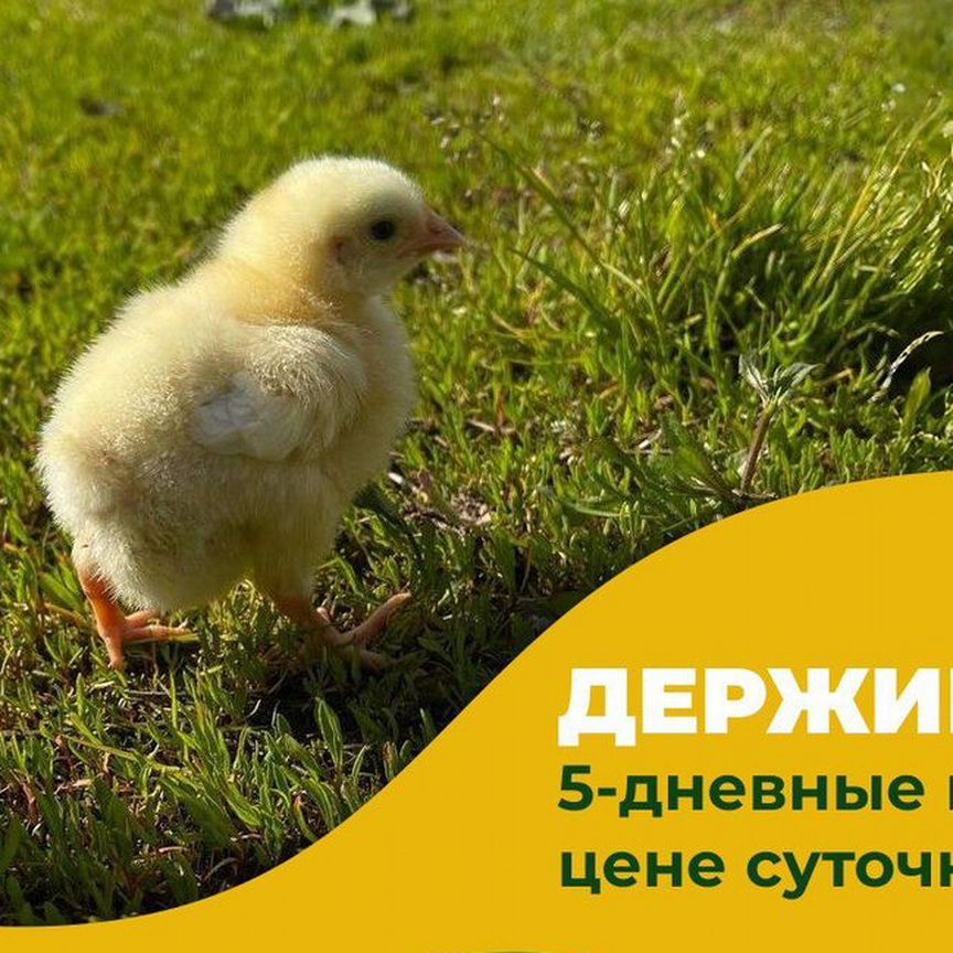 Цыплята Росс 308 суточные