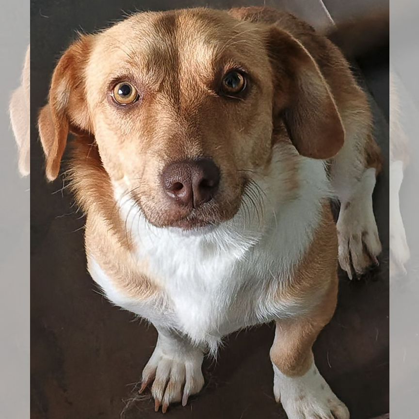 Взрослая собака в добрые руки