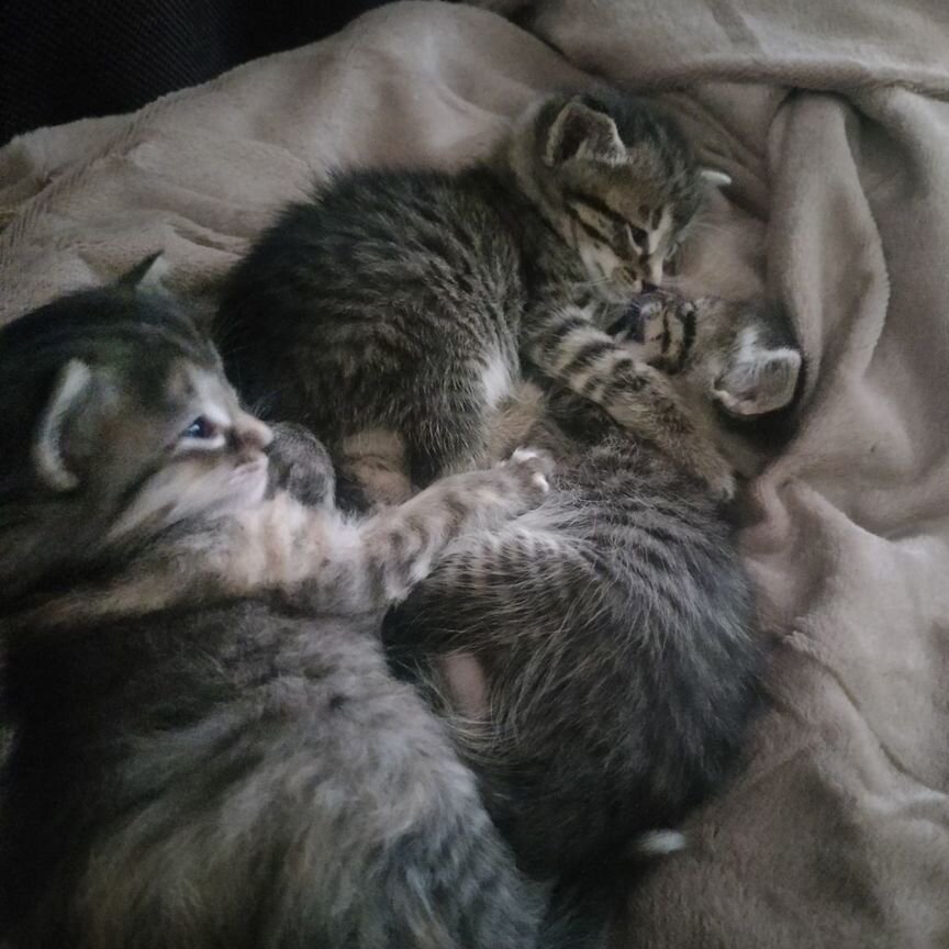 Котята в добрые руки бесплатно