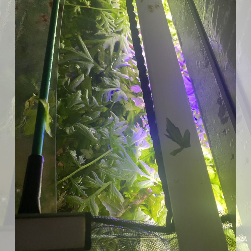 Аквариумное растение - папоротник (бронь)