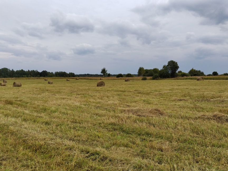 Сено в рулонах