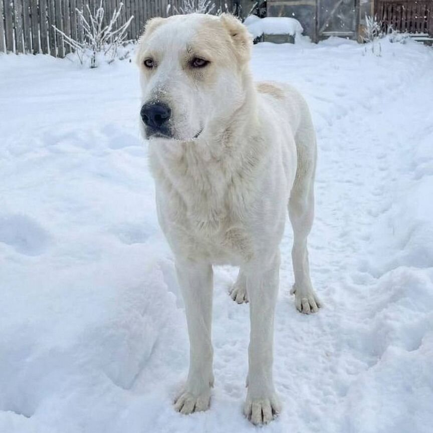 Среднеазиатская овчарка, взрослая собака