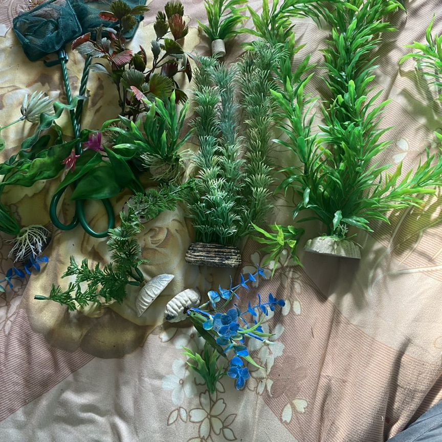 Водоросли для аквариума, сачки