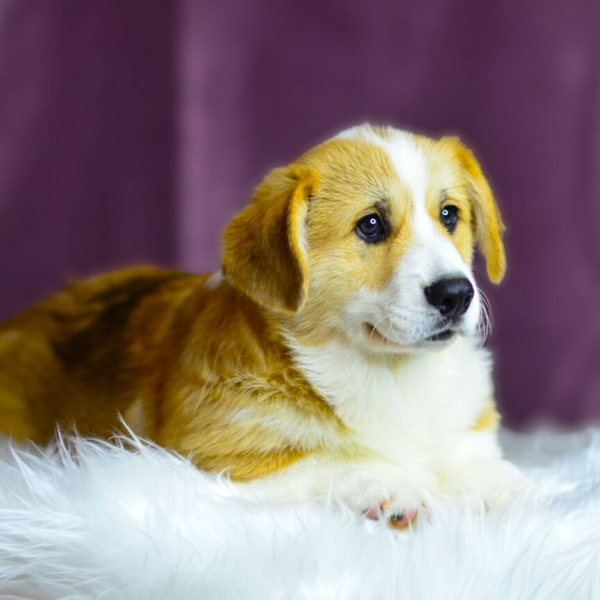 Корги кобель.Щенок