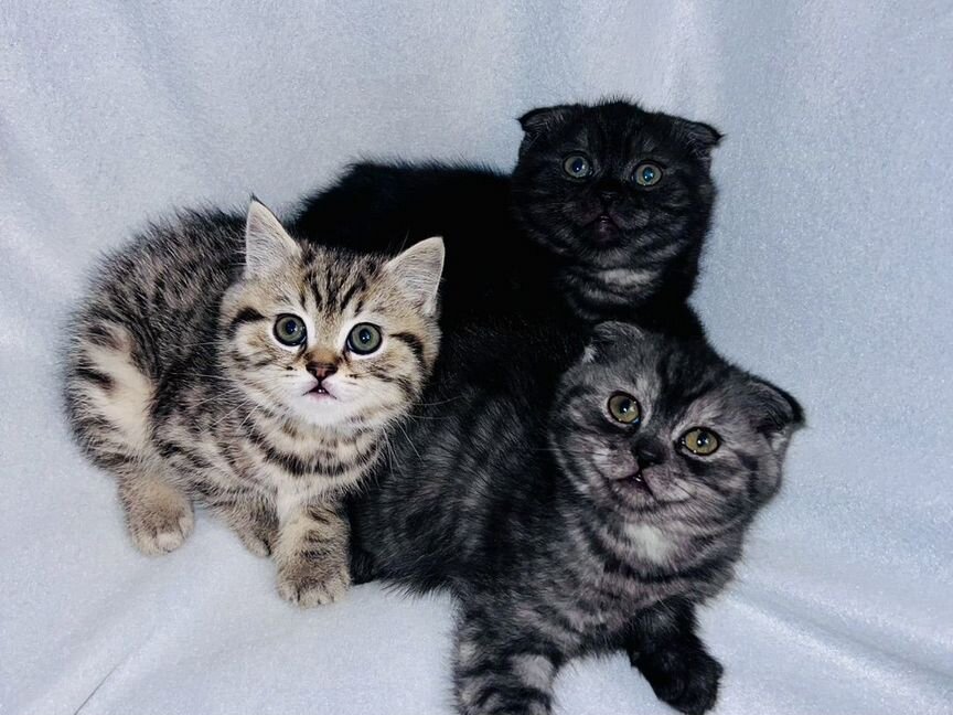 Шотландские котята вислоухие мрамор и вискас
