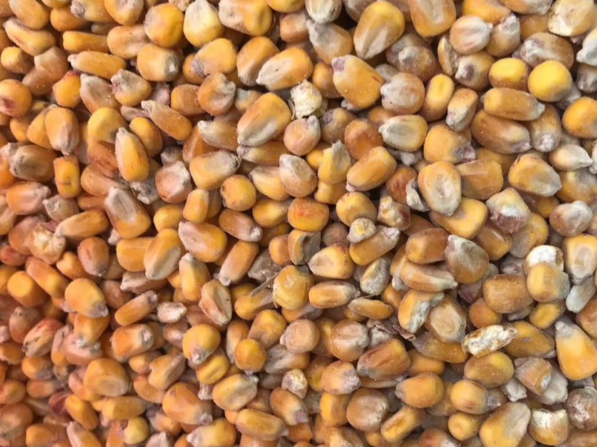 Кукуруза фуражная