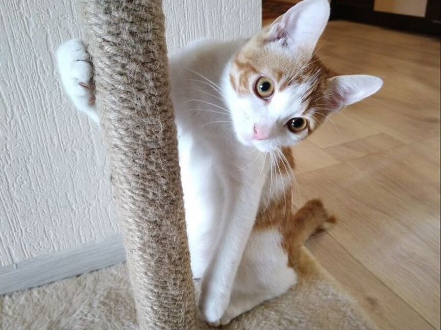 Рыжий котенок мальчик