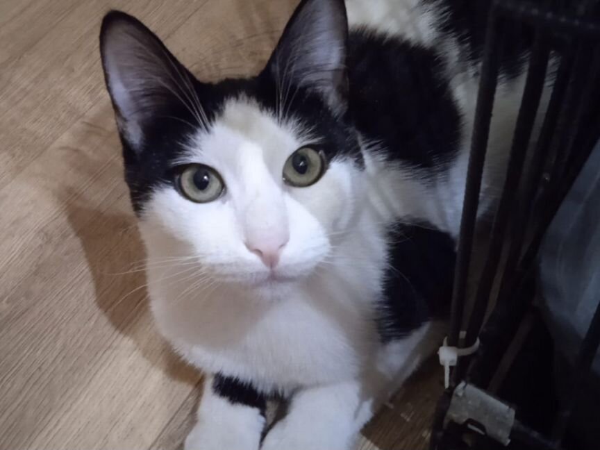 Котята