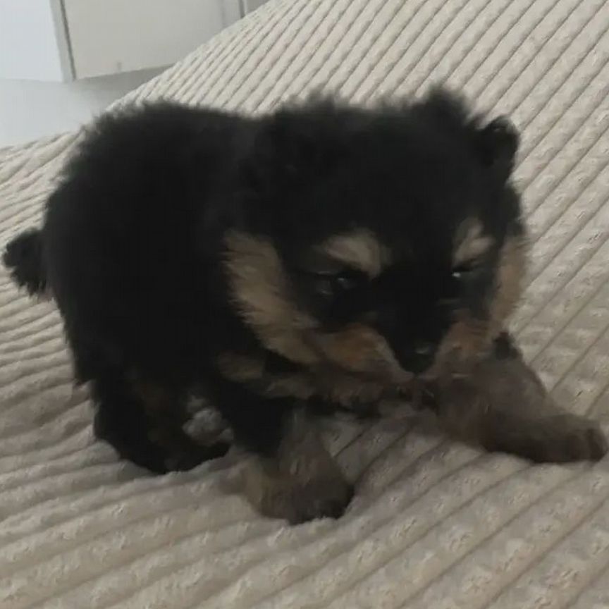 Померанский шпиц, щенок