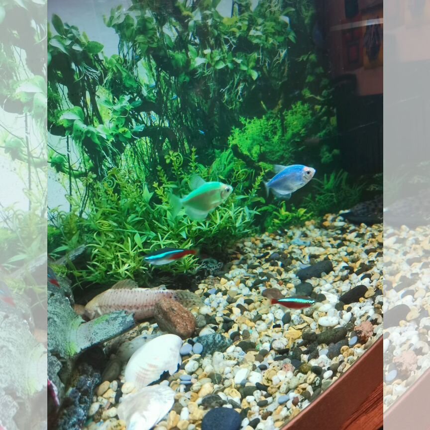 Аквариумные рыбки