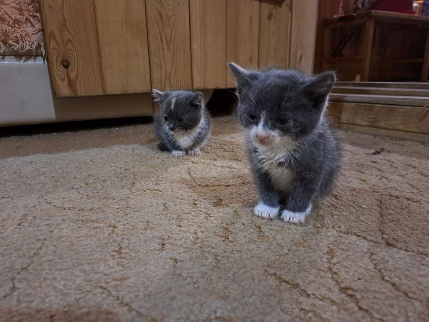 Шотландские котята