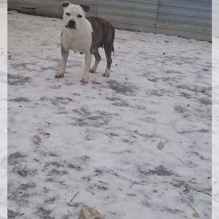 Американский стаффордширский терьер, взрослая собака