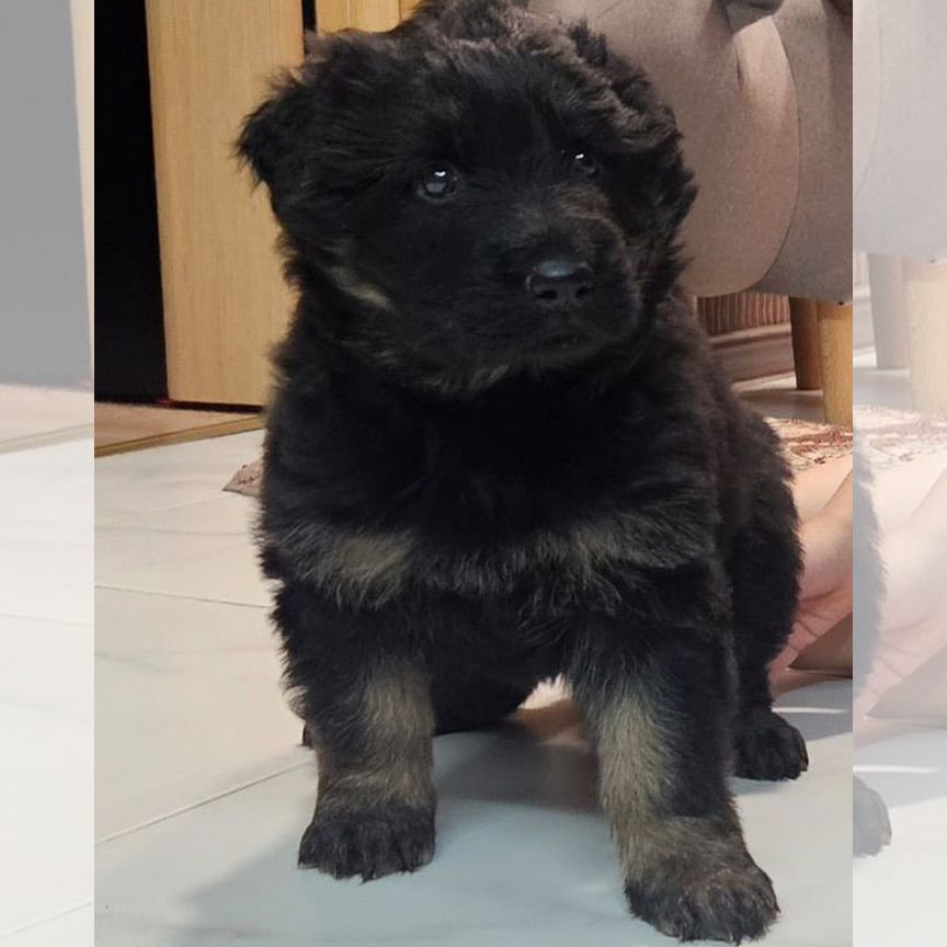 Немецкая овчарка в добрые руки