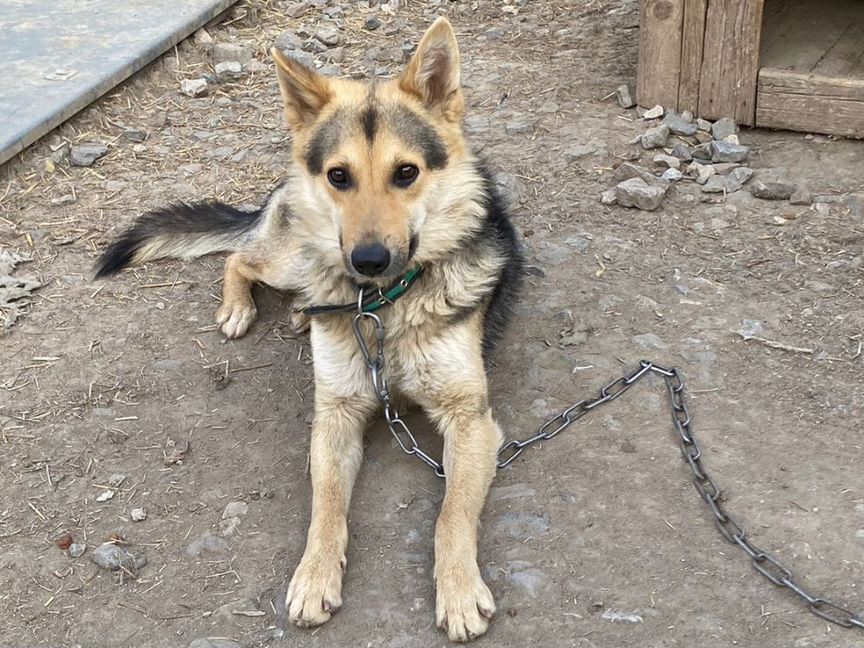 Овчарёнок Ёжик