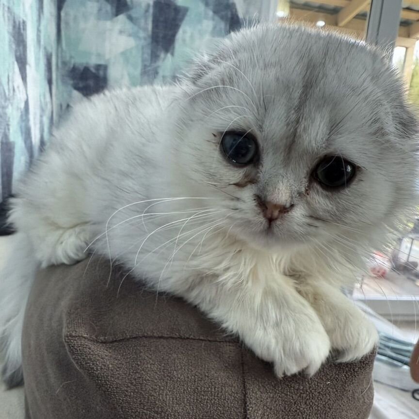 Шотландский вислоухий длинношёрстный котёнок
