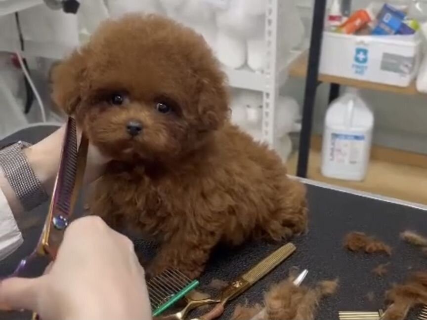 Мини щенок мальчик ред пудель из Кореи