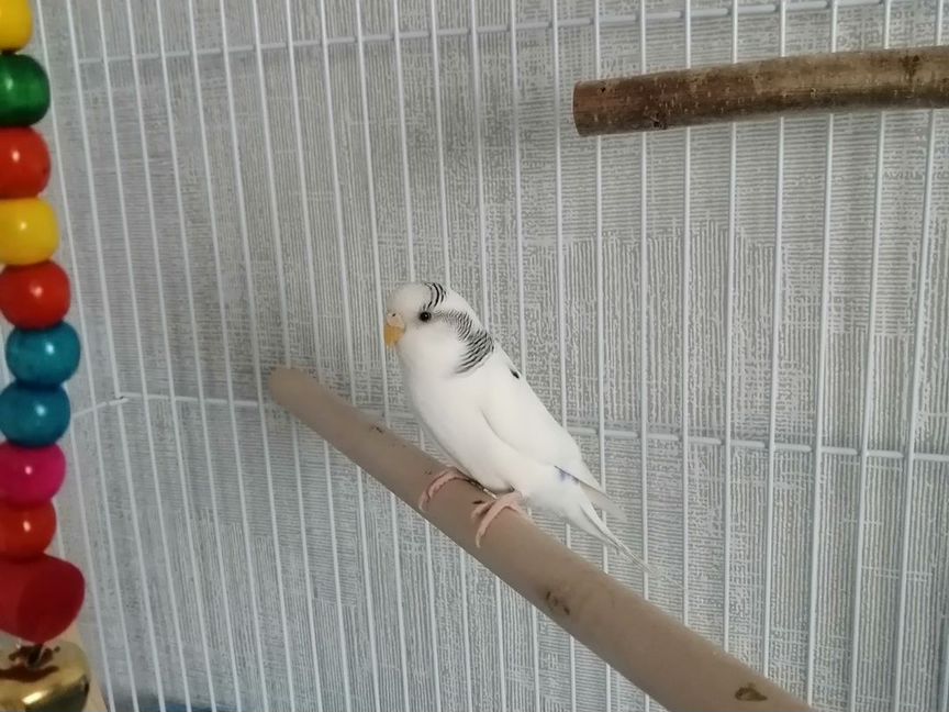 Волнистый попугай девочка