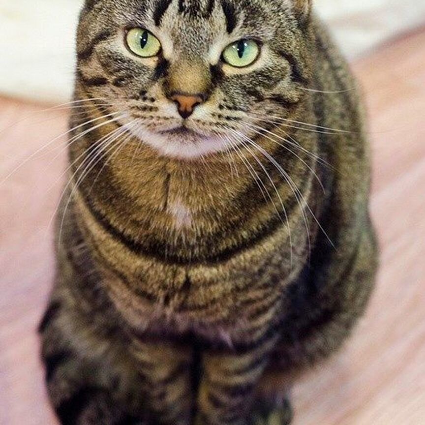 Кошка Виви с документами