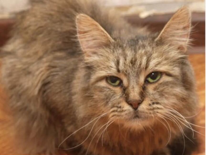 Ищет дом Ксюша