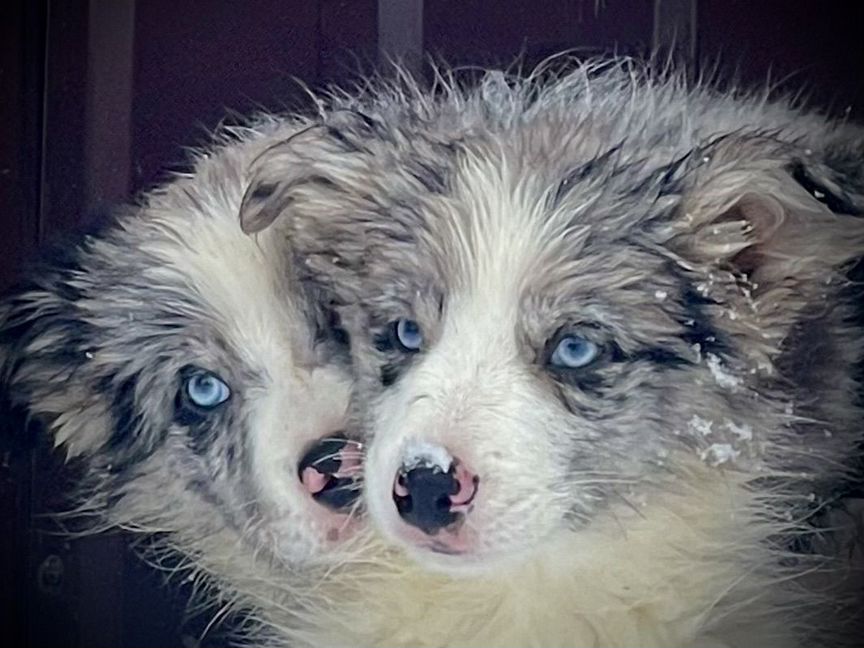 Щенки бордер колли