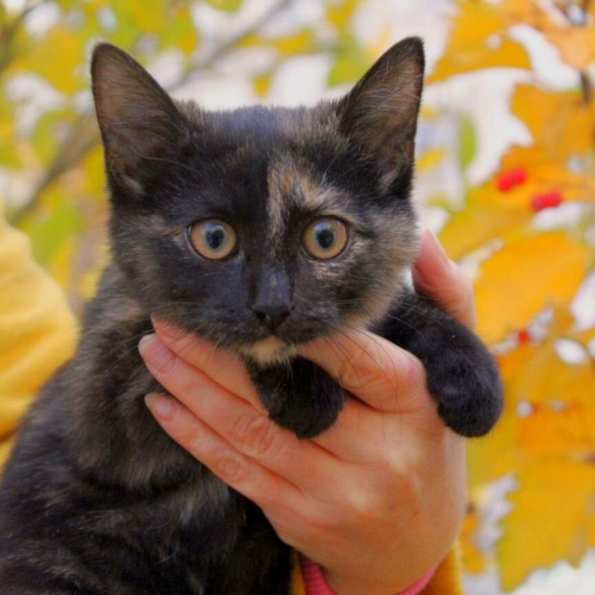 Нежный котенок Рябинка в добрые руки