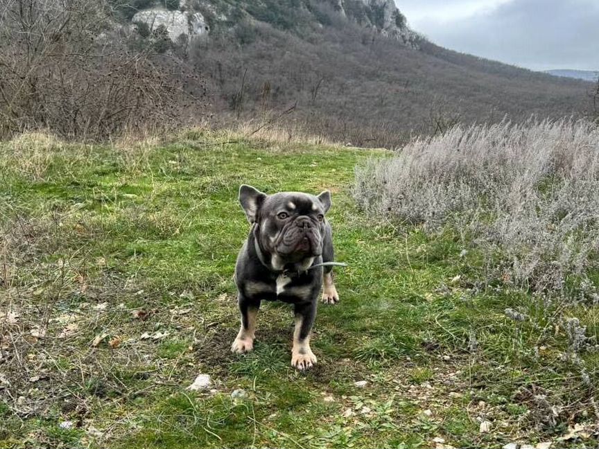 Вязка французского бульдога Вениамина Карамболика