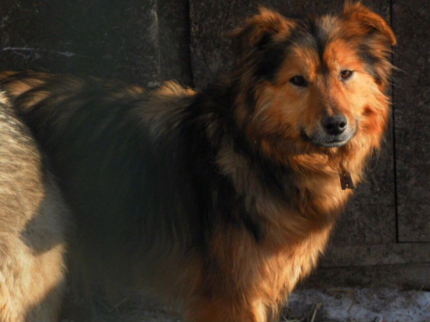 Эльба в добрые руки