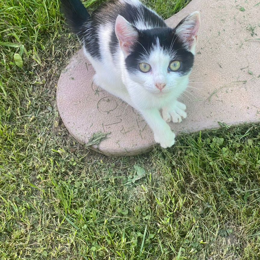 Котенок мальчик в добрые руки
