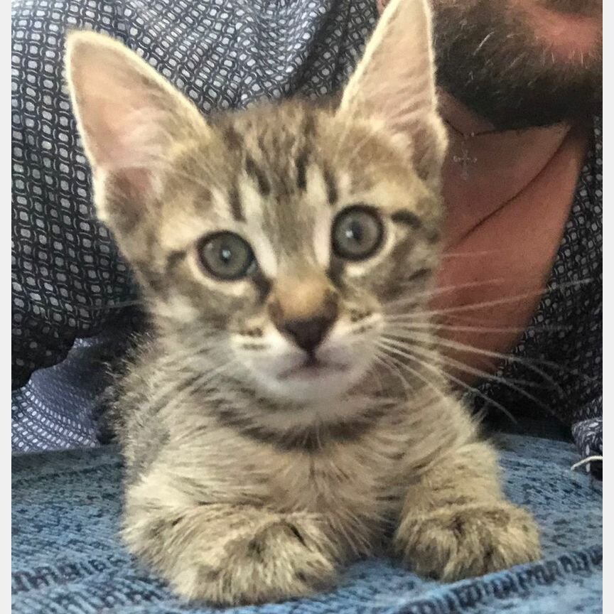 Котята полосатики в дар