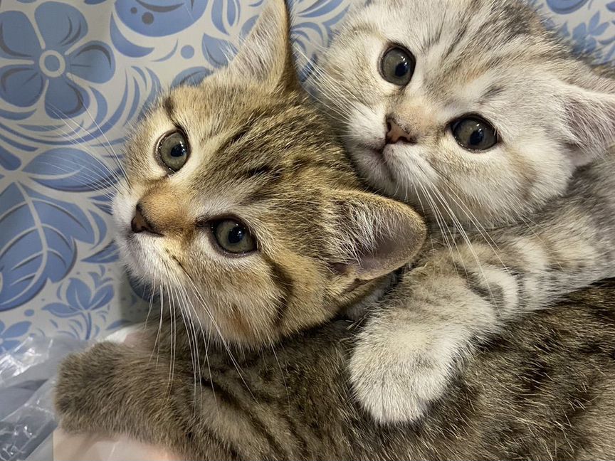Британские котятки