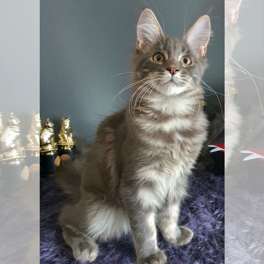 Мейн-кун котёнок