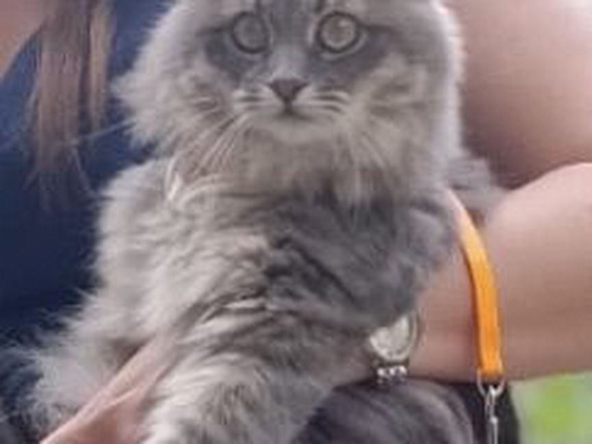 Кошка в добрые руки