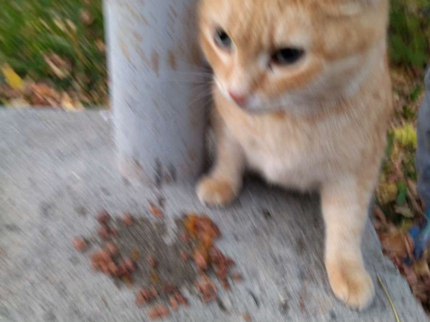 Кошка в дар бесплатно