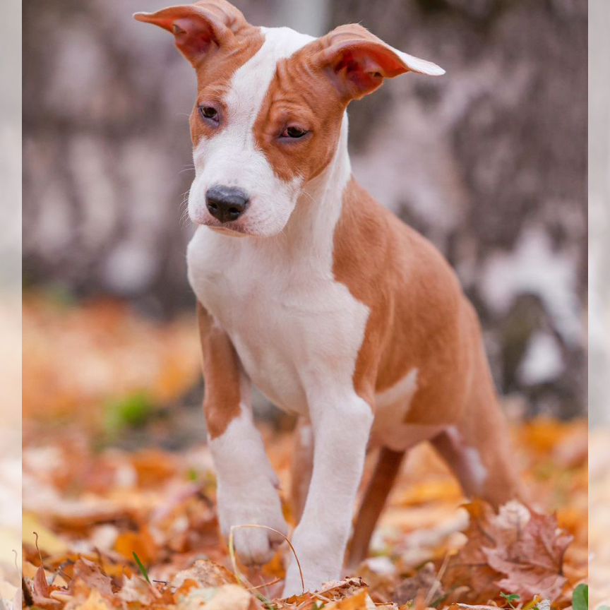 Американский стаффордширский терьер, щенок