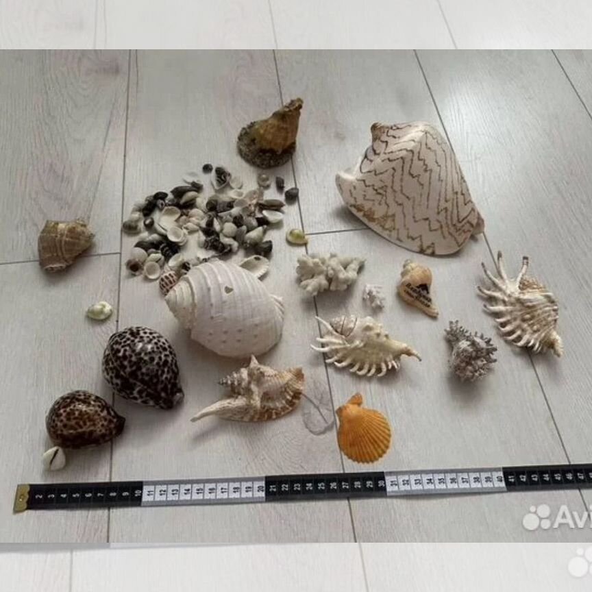 Морские ракушки раковины