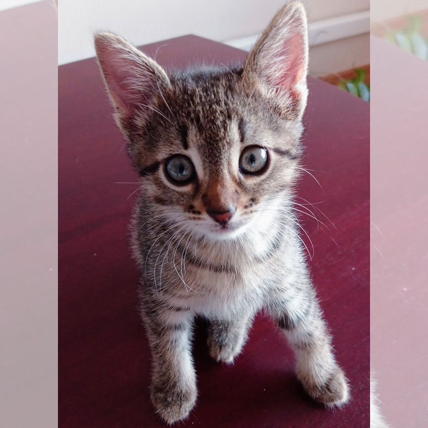 Классный котёнок полосатый шпротик