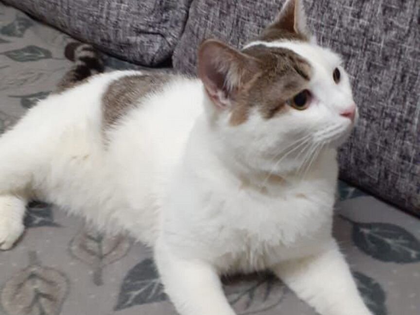 Котенок в добрые руки