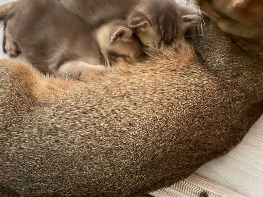 Абиссинцы метисы